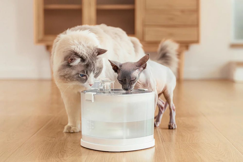 Elfin Fountain - Pumpless Fountain for Pets | TechVolt