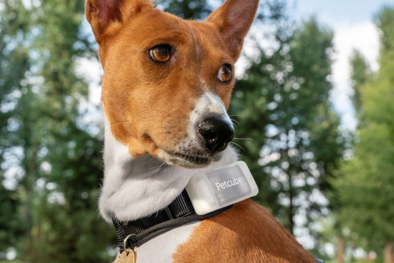 Petcube GPS Tracker - Real-Time Tracking Dog Collar with LTE/4G | TechVolt